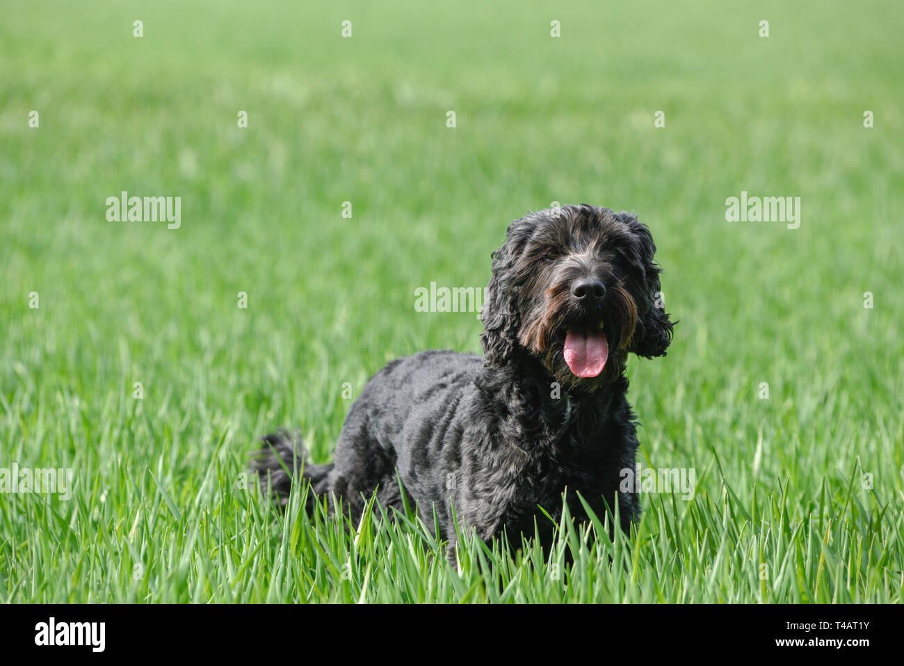 Black male Cockapoo Dog in a green field Stock Photo - Alamy