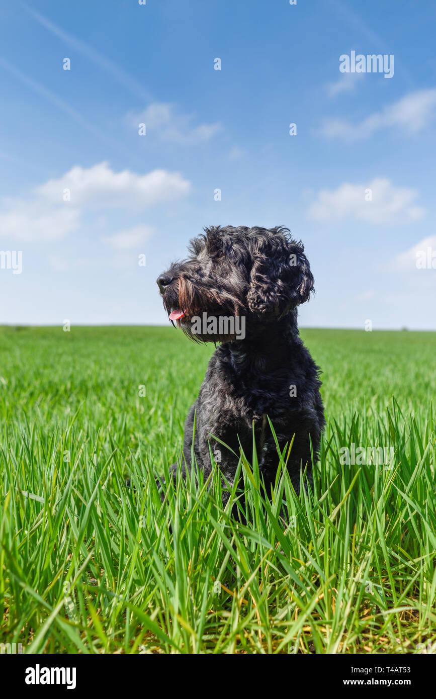 Black male Cockapoo Dog in a green field Stock Photo - Alamy