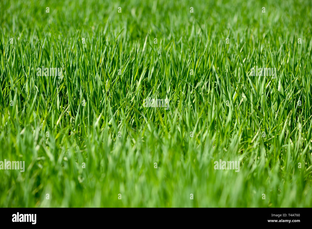 Lush green grass in a rural setting Stock Photo - Alamy