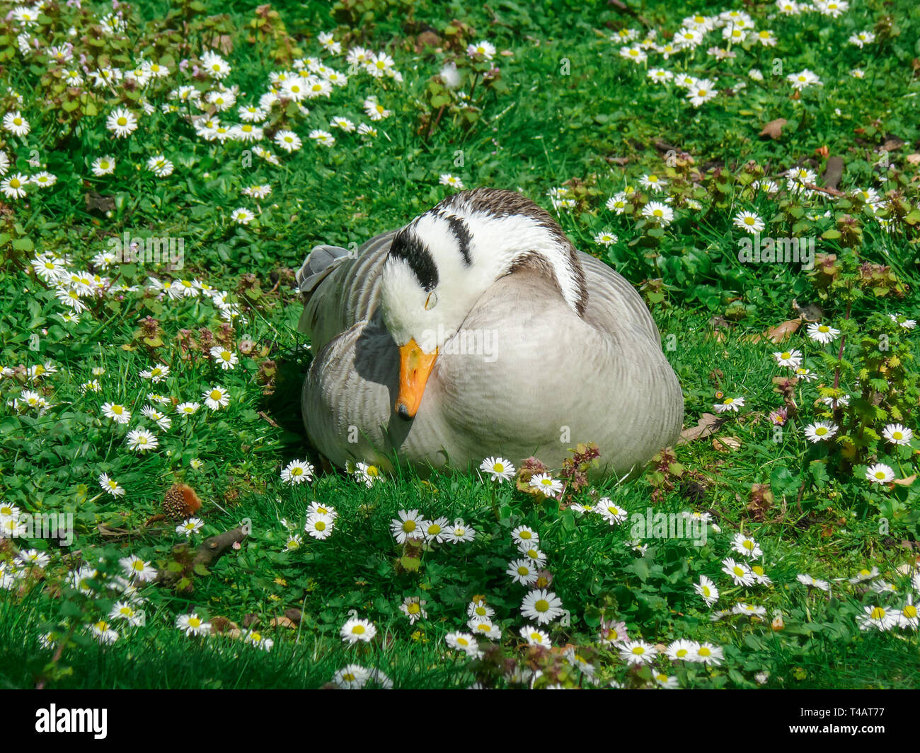 Bar-headed goose, Anser indicus Stock Photo - Alamy
