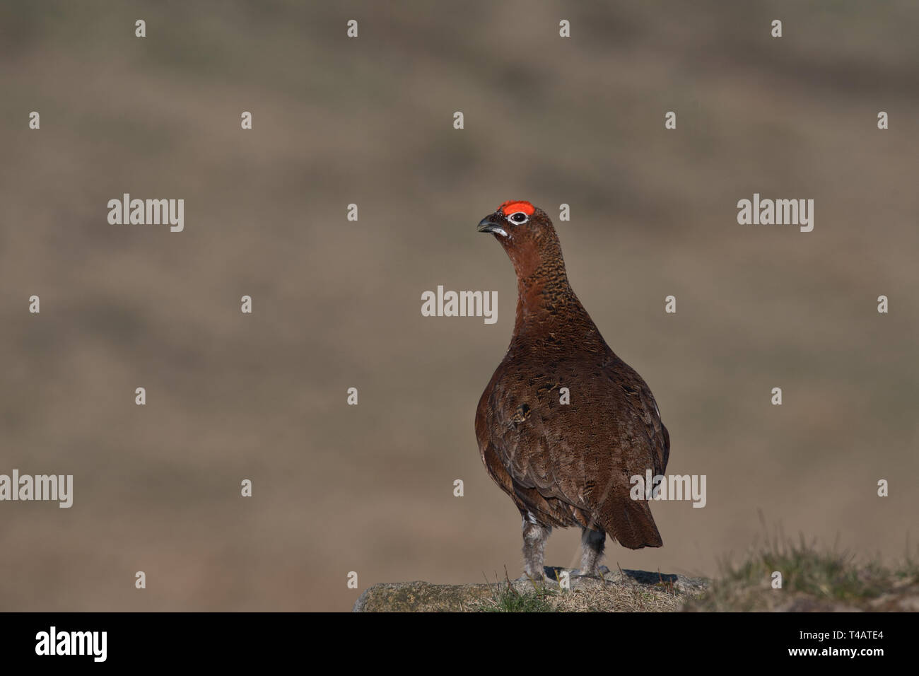 Red grouse hi-res stock photography and images - Alamy