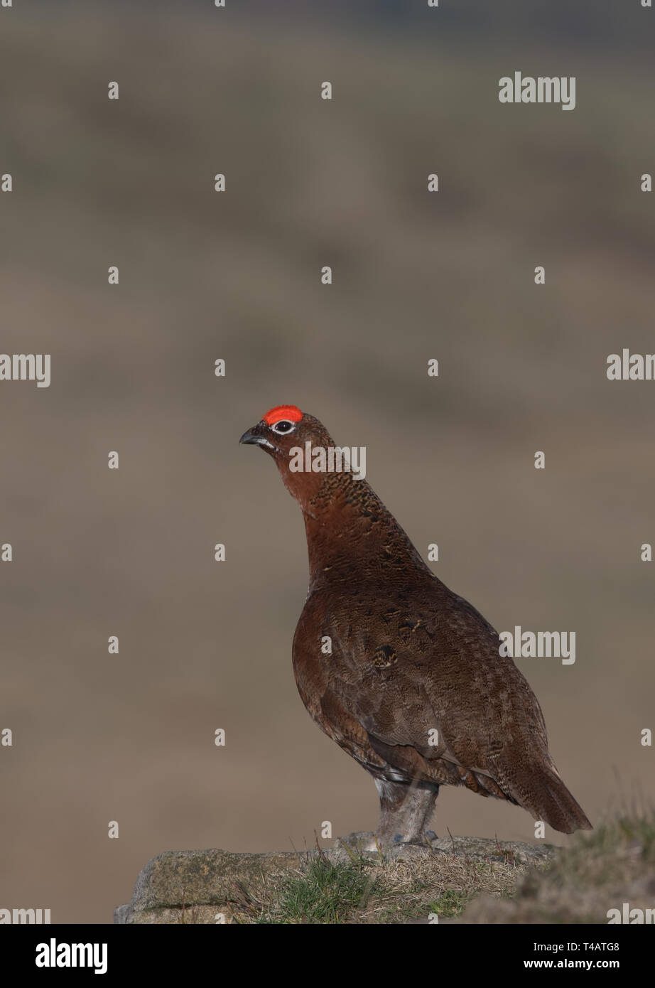 British moorland birds hi-res stock photography and images - Alamy