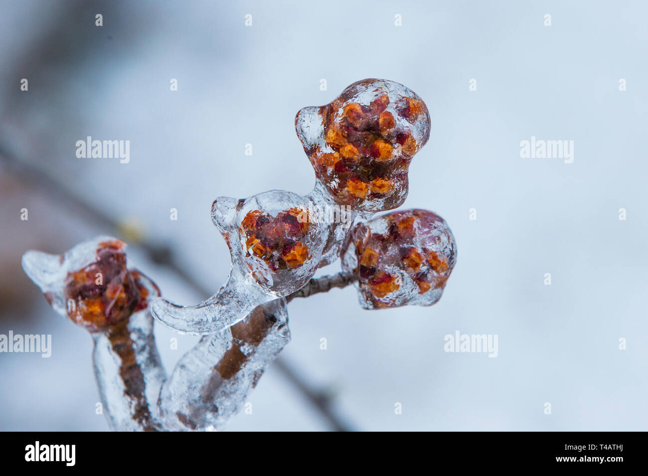 Trees under heavy freezing rain in Quebec, Canada, 9 April 2019 Stock ...