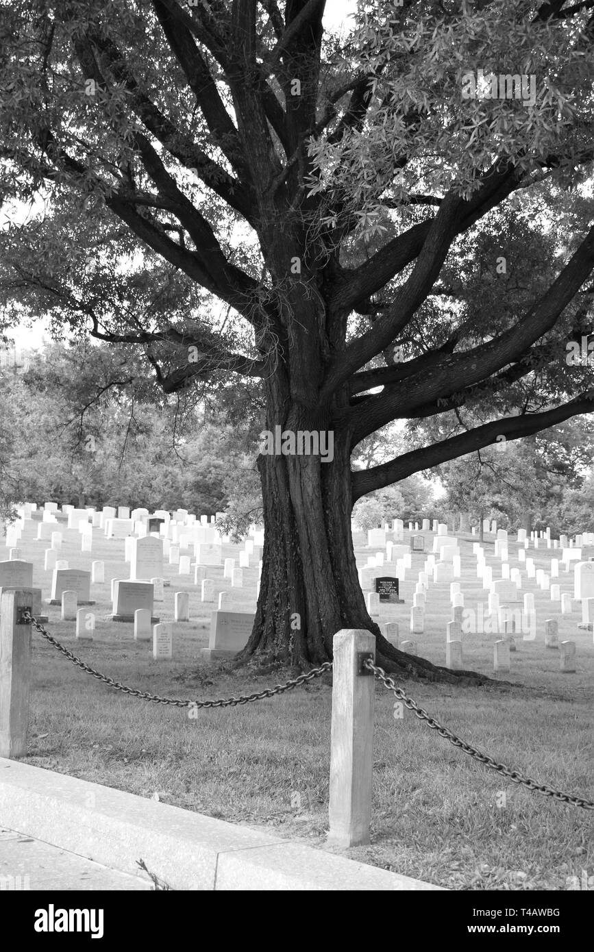 National cemetery rows white hi-res stock photography and images - Alamy