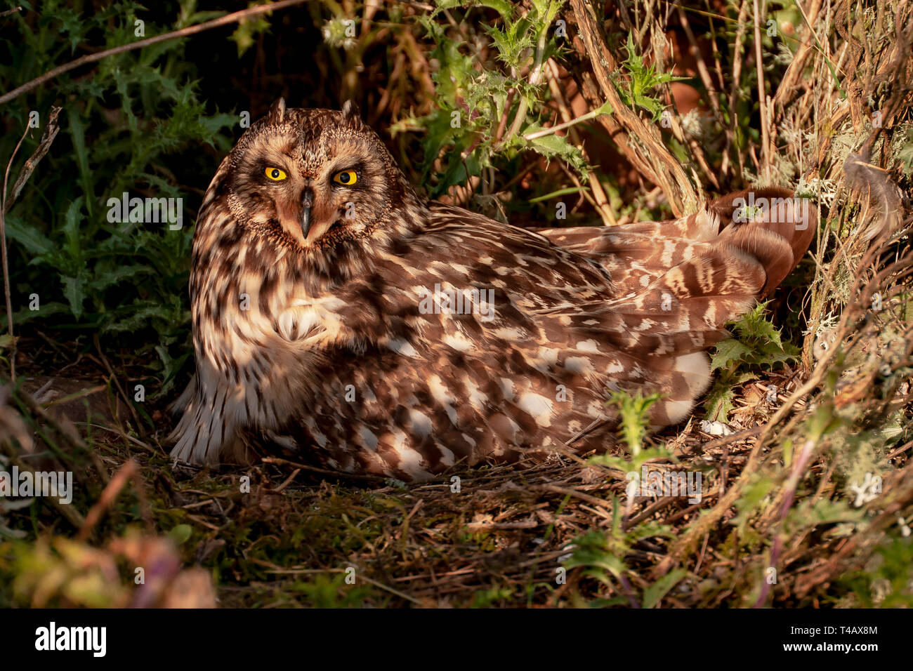 Short-eared owl (Asio flammeus) in the nest Stock Photo - Alamy
