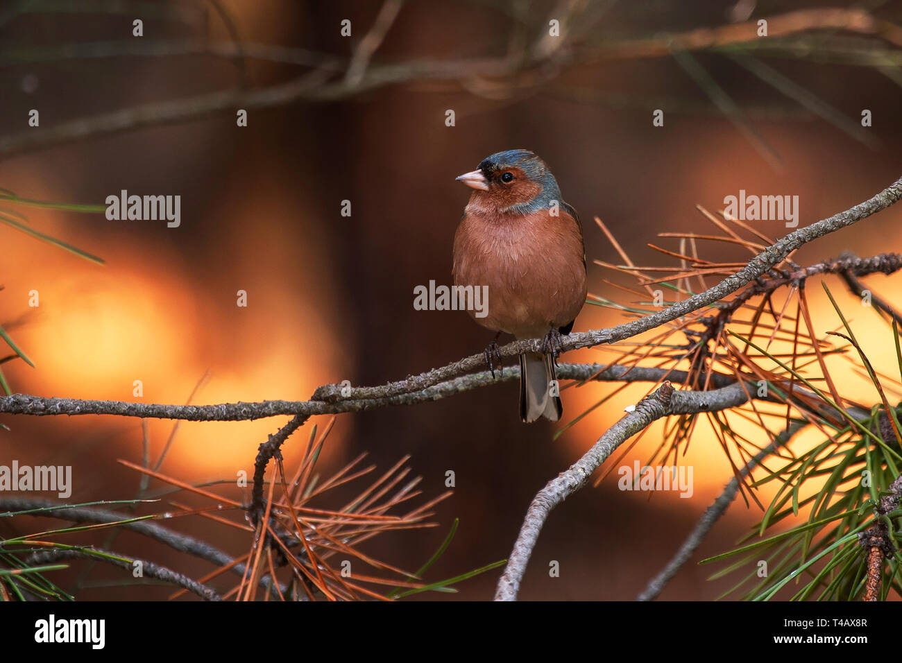 Male finch hi-res stock photography and images - Alamy