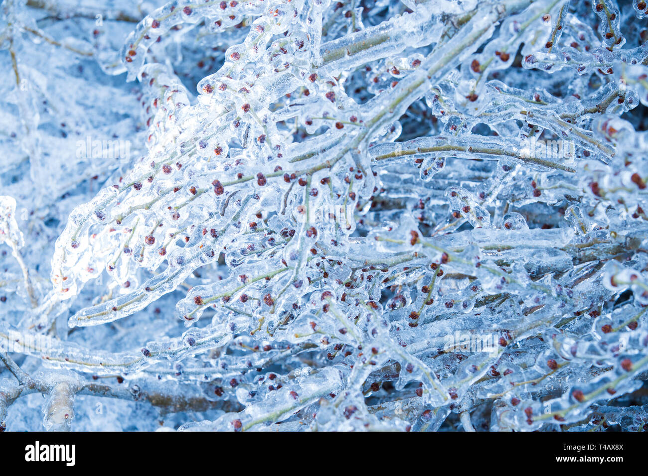 Trees under heavy freezing rain in Quebec, Canada, 9 April 2019 Stock ...