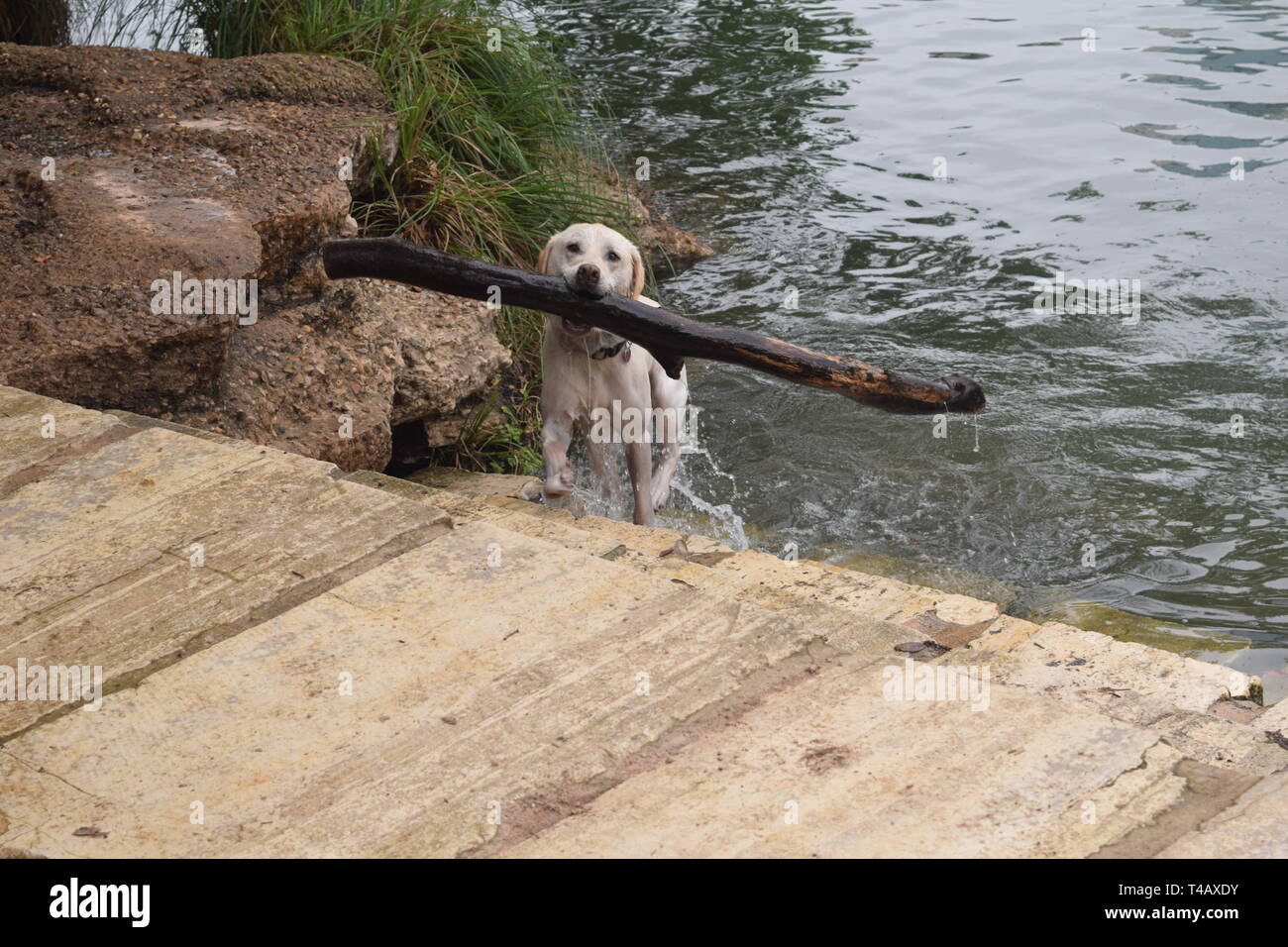 Dog big stick hi-res stock photography and images - Alamy