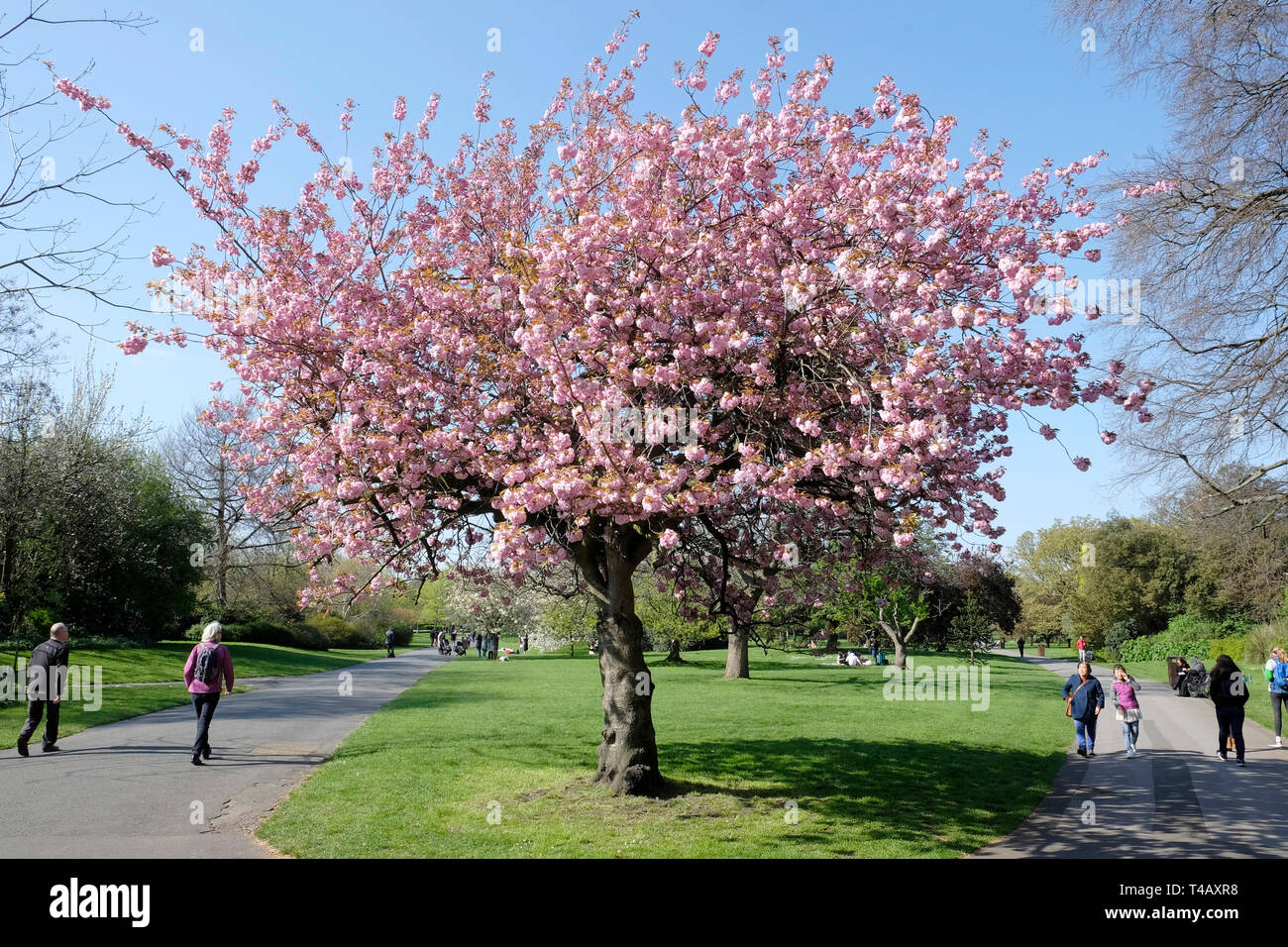 Regents park on sunny hi-res stock photography and images - Alamy