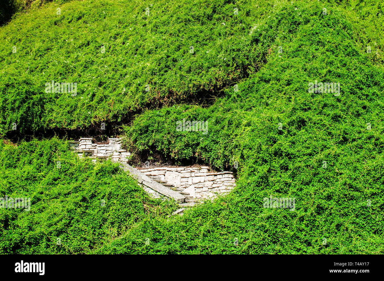 Steep slope of a hill overgrown with lush vegetation and a path of ...