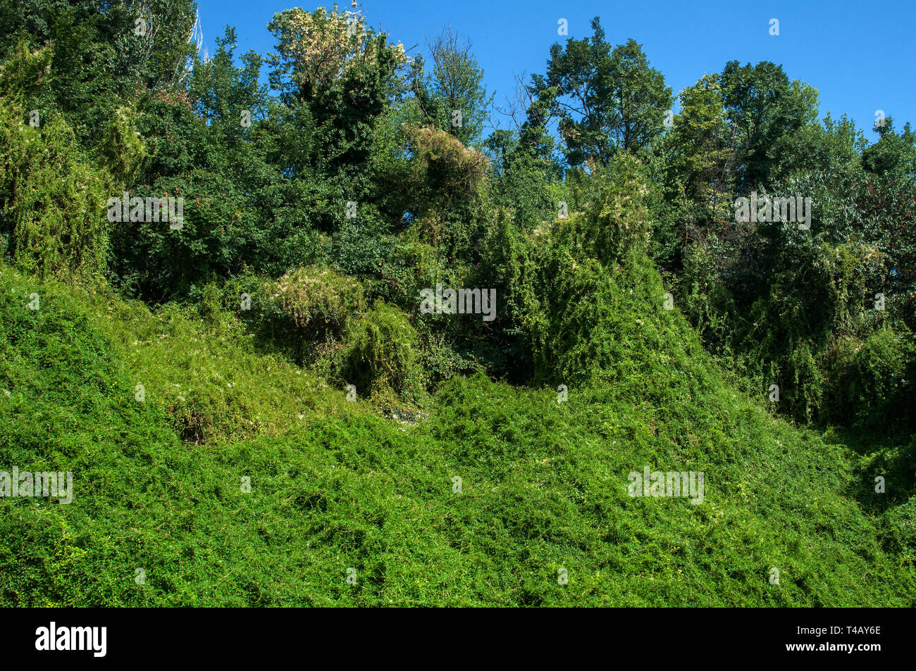 Steep slope vegetation hi-res stock photography and images - Alamy