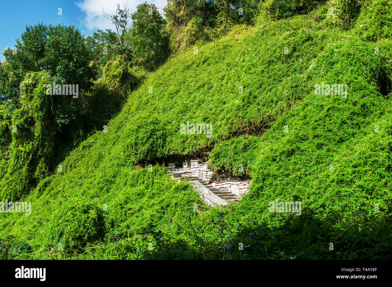 Steep slope of a hill overgrown with lush vegetation and a path of ...