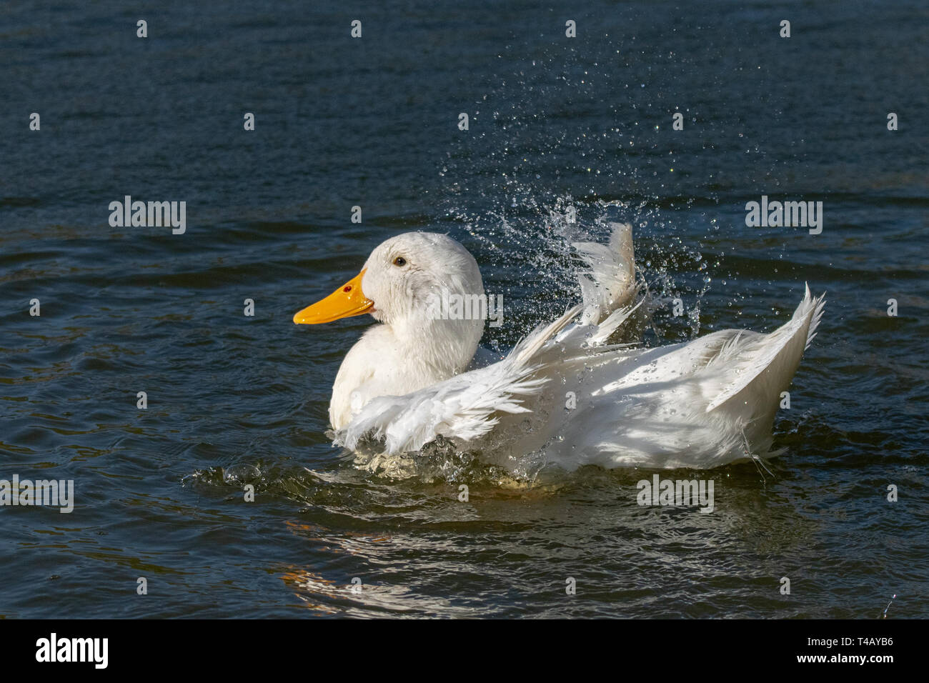 White Aylesbury duck (also known as Pekin or Long Island Duck) preening ...