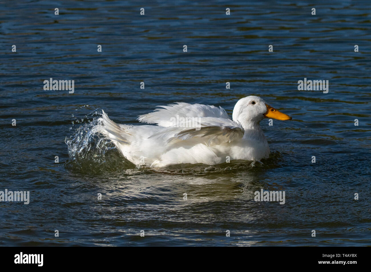 American pekin duckling hi-res stock photography and images - Alamy