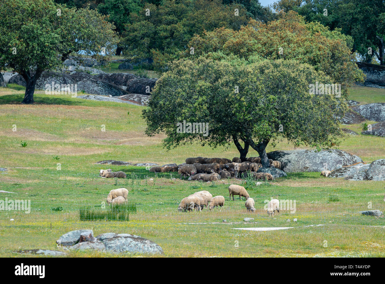 sheep resting in the shade of a tree Stock Photo - Alamy