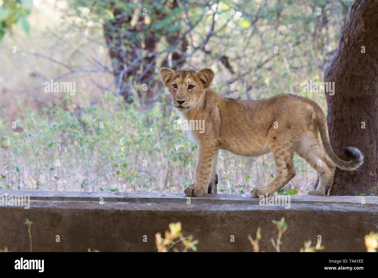 Asiatic Lion or Asian Lion or Panthera leo leo cub beside a waterhole ...