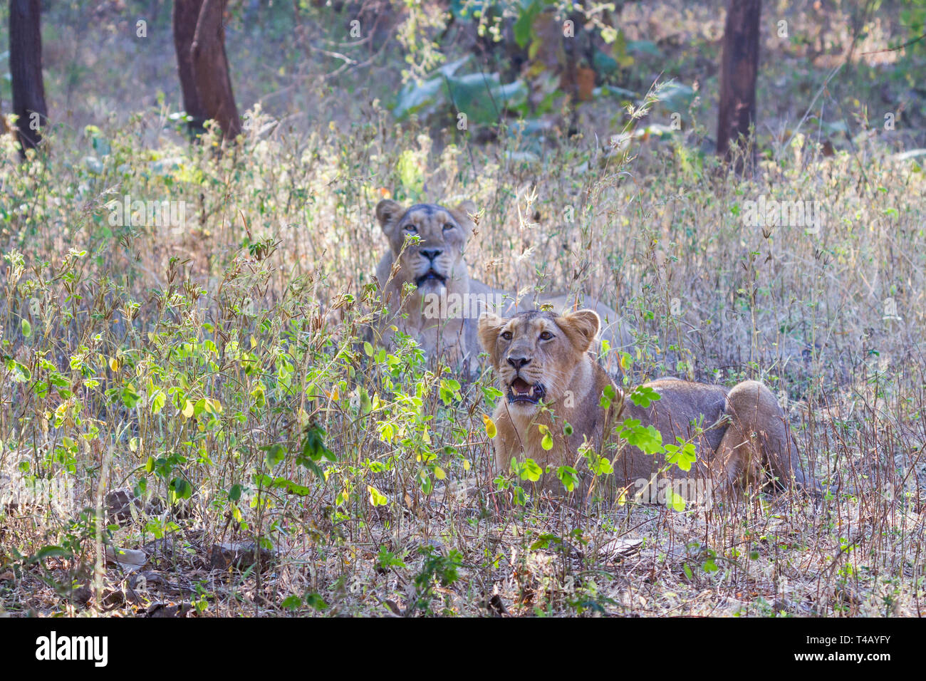 Asiatic Lion or Asian Lion or Panthera leo leo female pair resting at ...