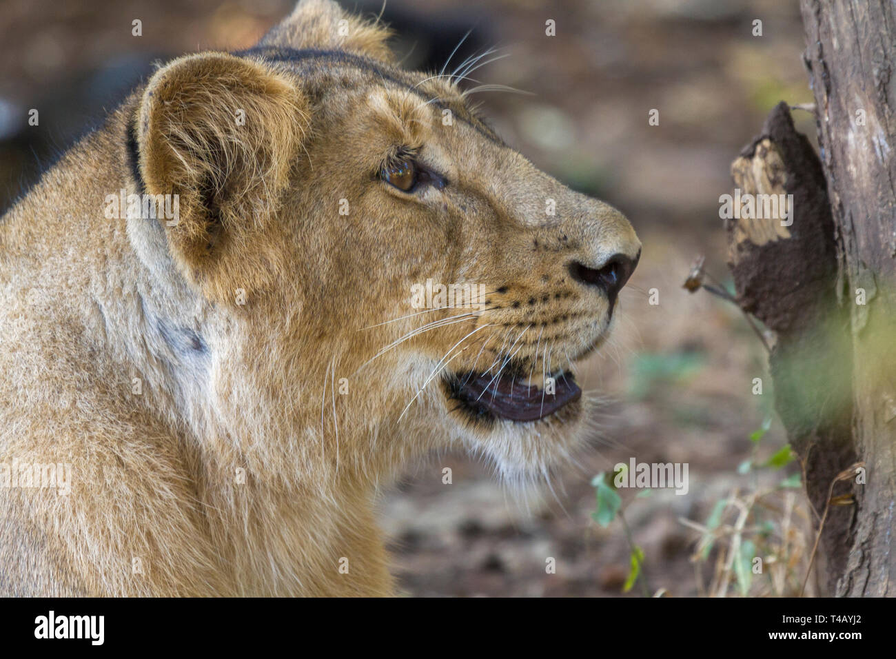 Female asian lion panthera leo hi-res stock photography and images - Alamy