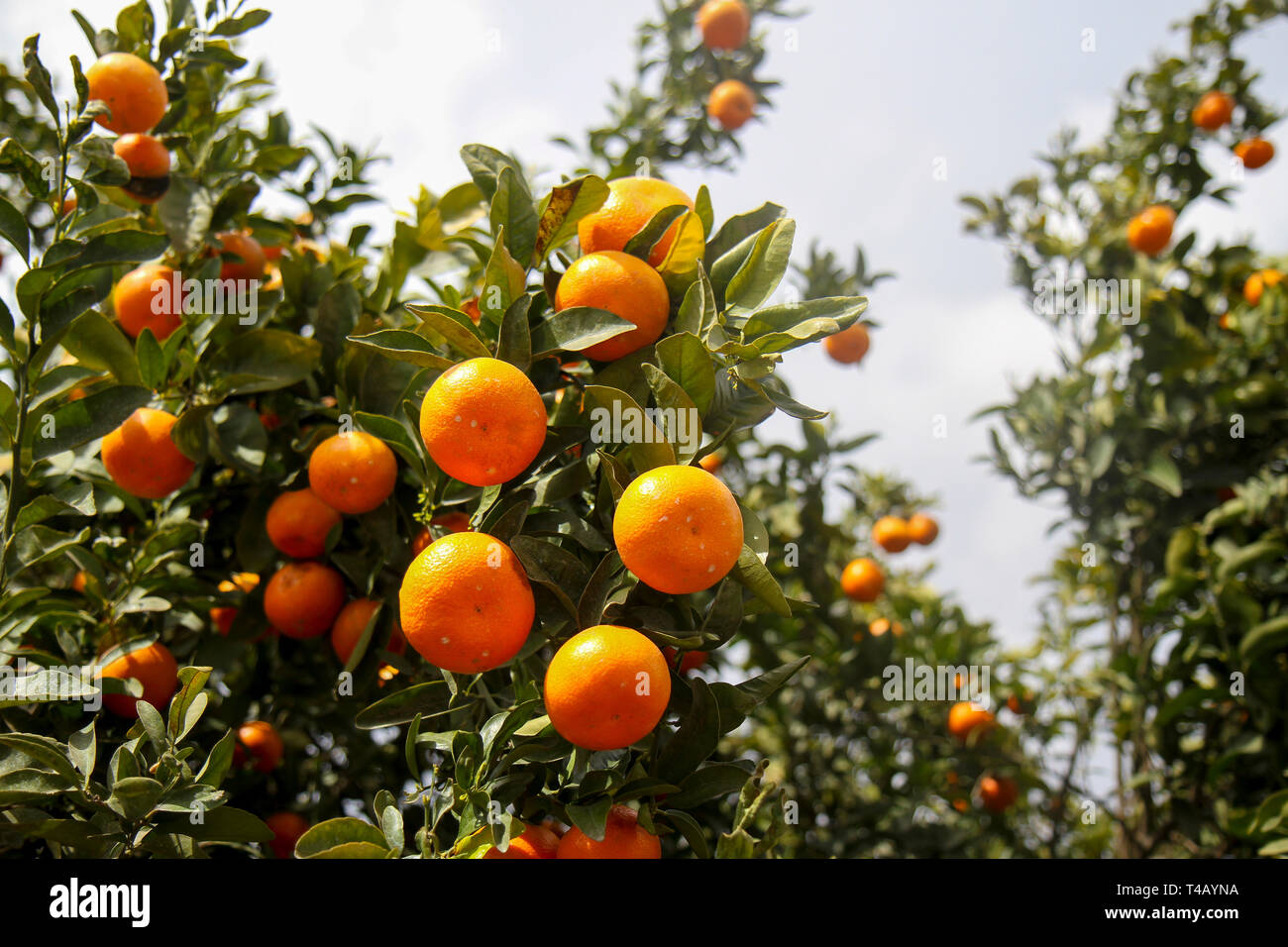 California citrus hi-res stock photography and images - Alamy
