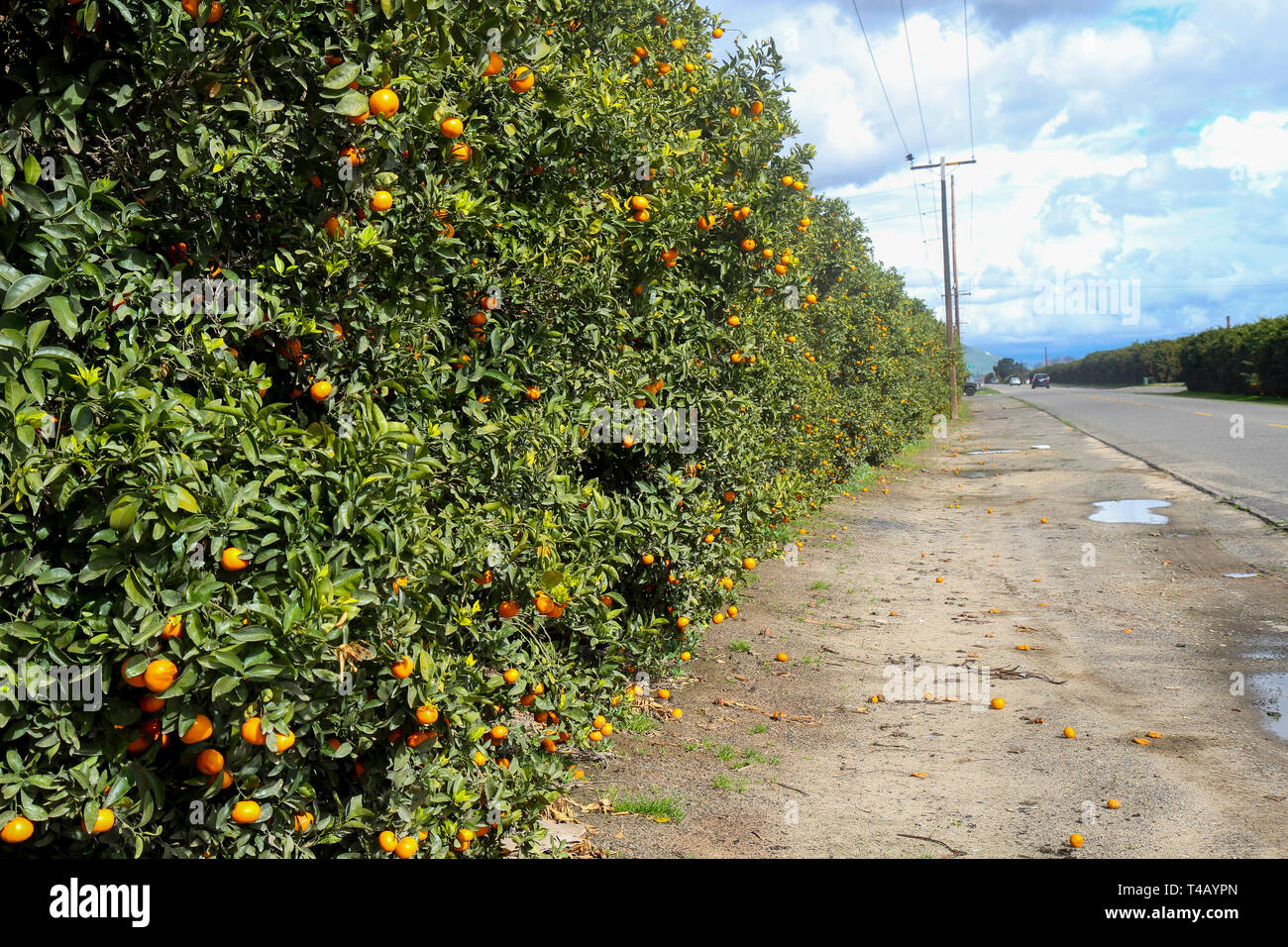 Citrus fruit growing on a farm in Fresno County, California, United ...