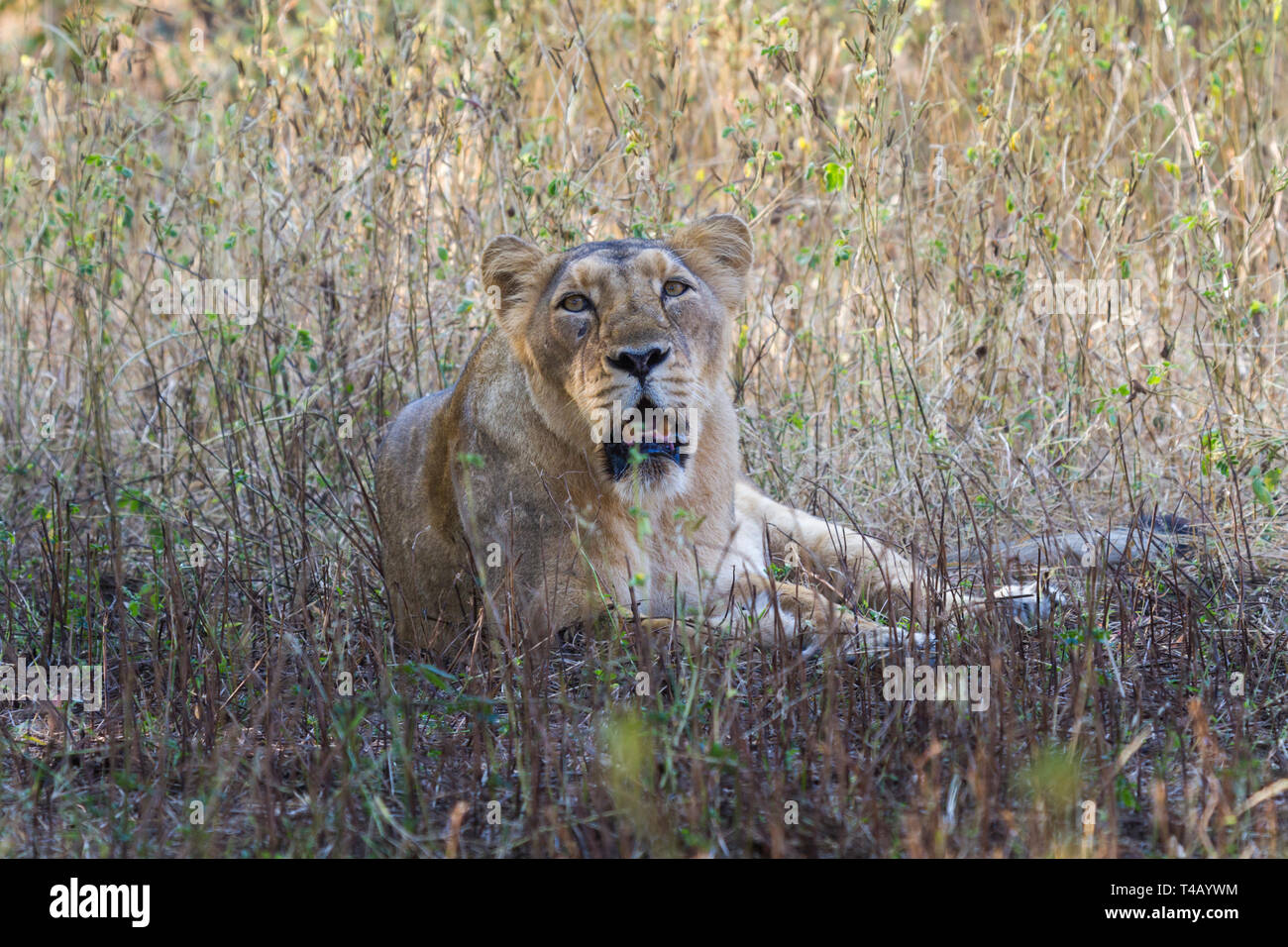 Asiatic Lion or Asian Lion or Panthera leo leo female relaxing at Gir ...