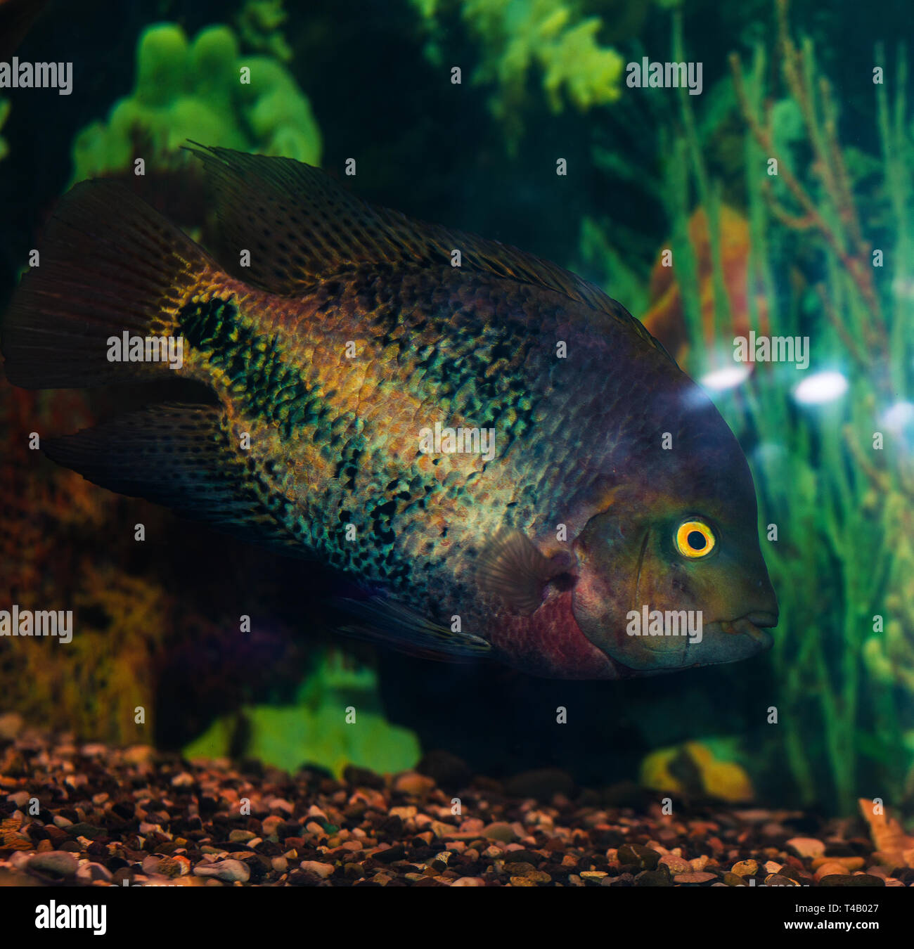 Cichlasoma hi-res stock photography and images - Alamy