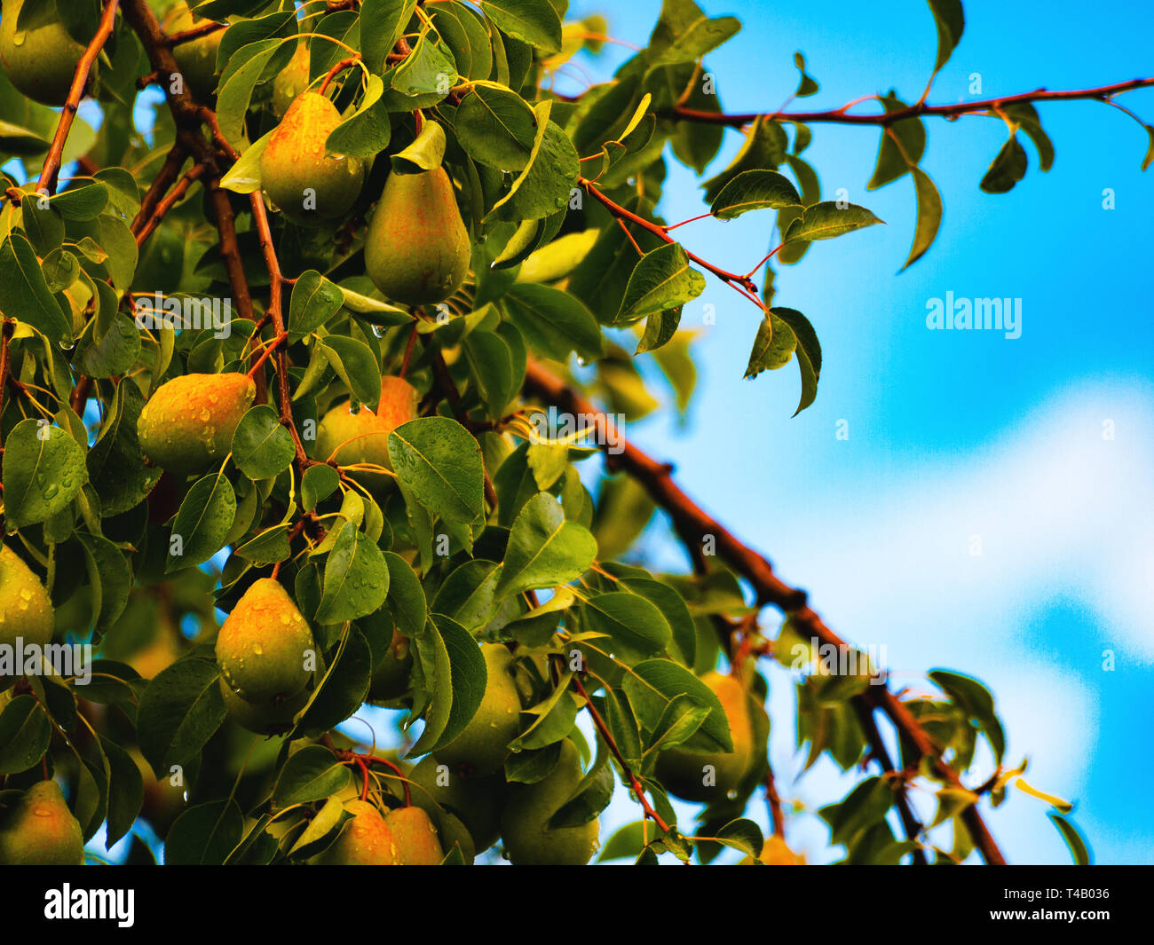 Pears ripen on the tree hi-res stock photography and images - Alamy