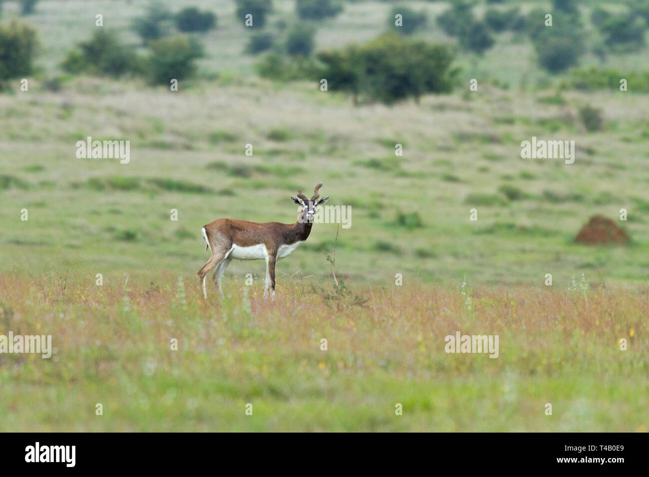Indian Antelope or Indian Blackbuck or Antilope cervicapra roaming in ...