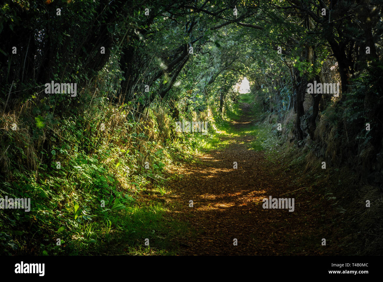 Irish tree tunnel, path to Ballynoe stone circle in the Lecale area of ...