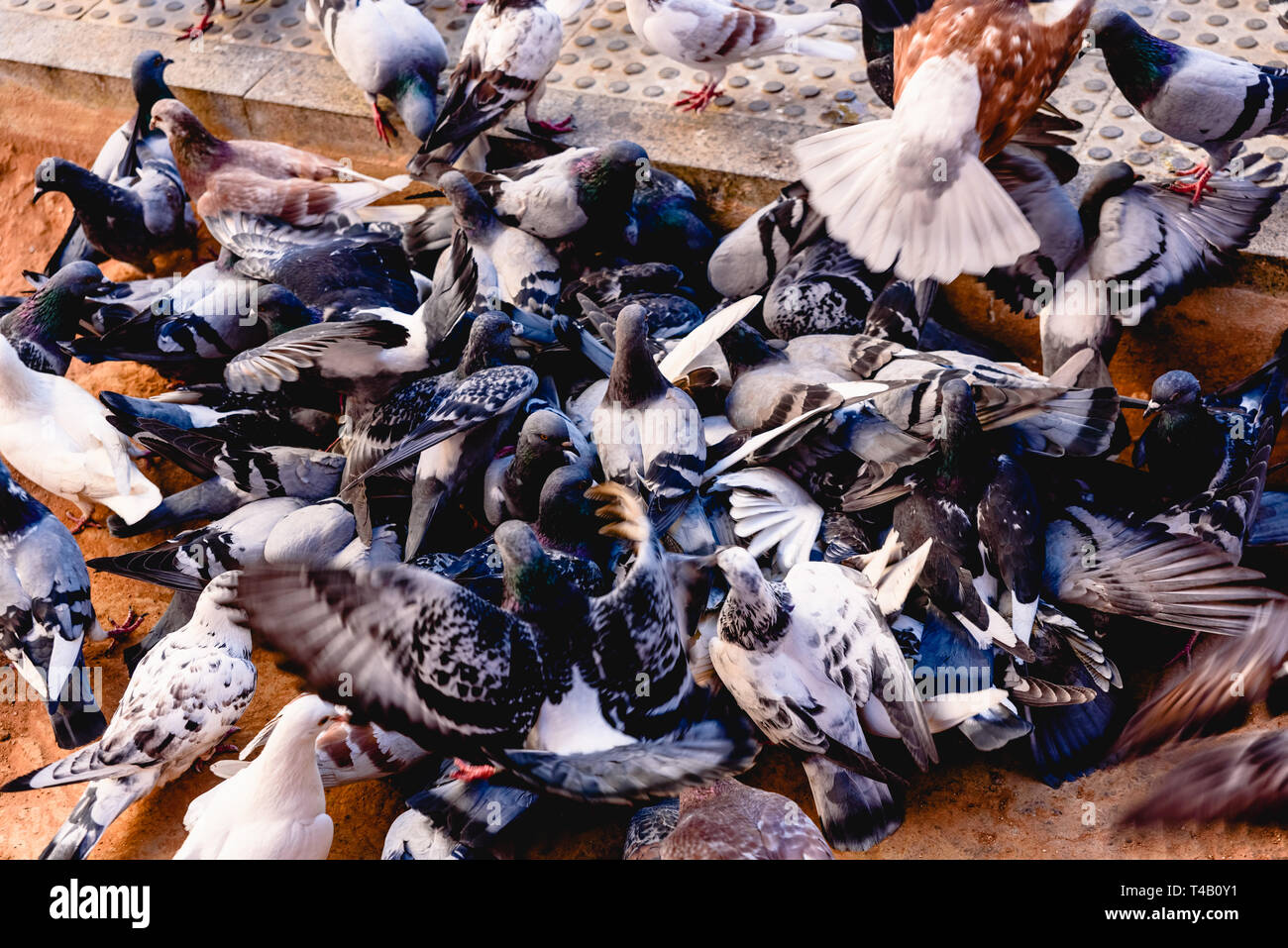 Group pigeons pecking ground hi-res stock photography and images - Alamy