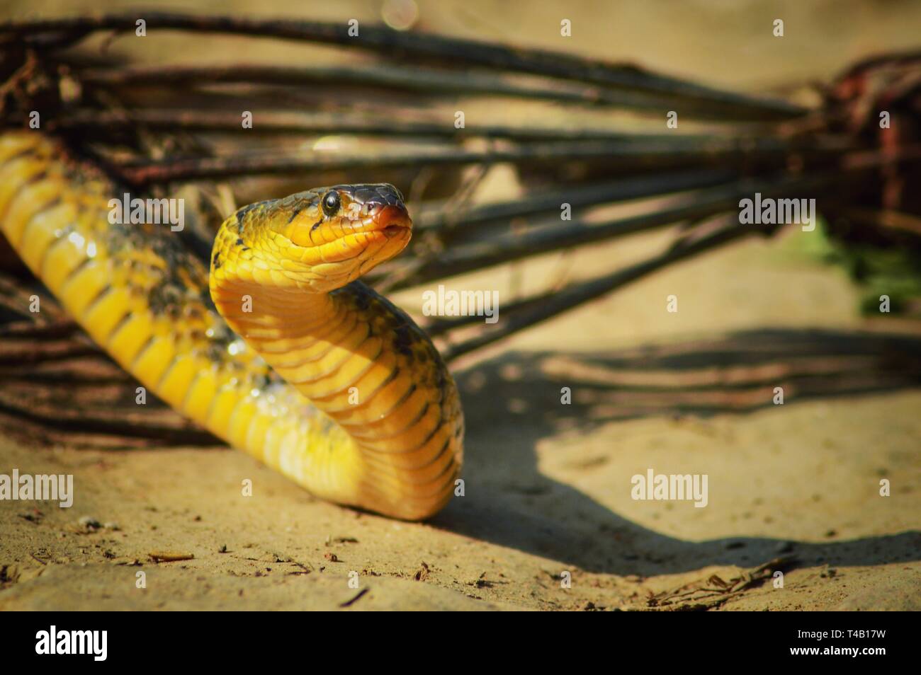 Bangladeshi High Resolution Stock Photography and Images - Alamy