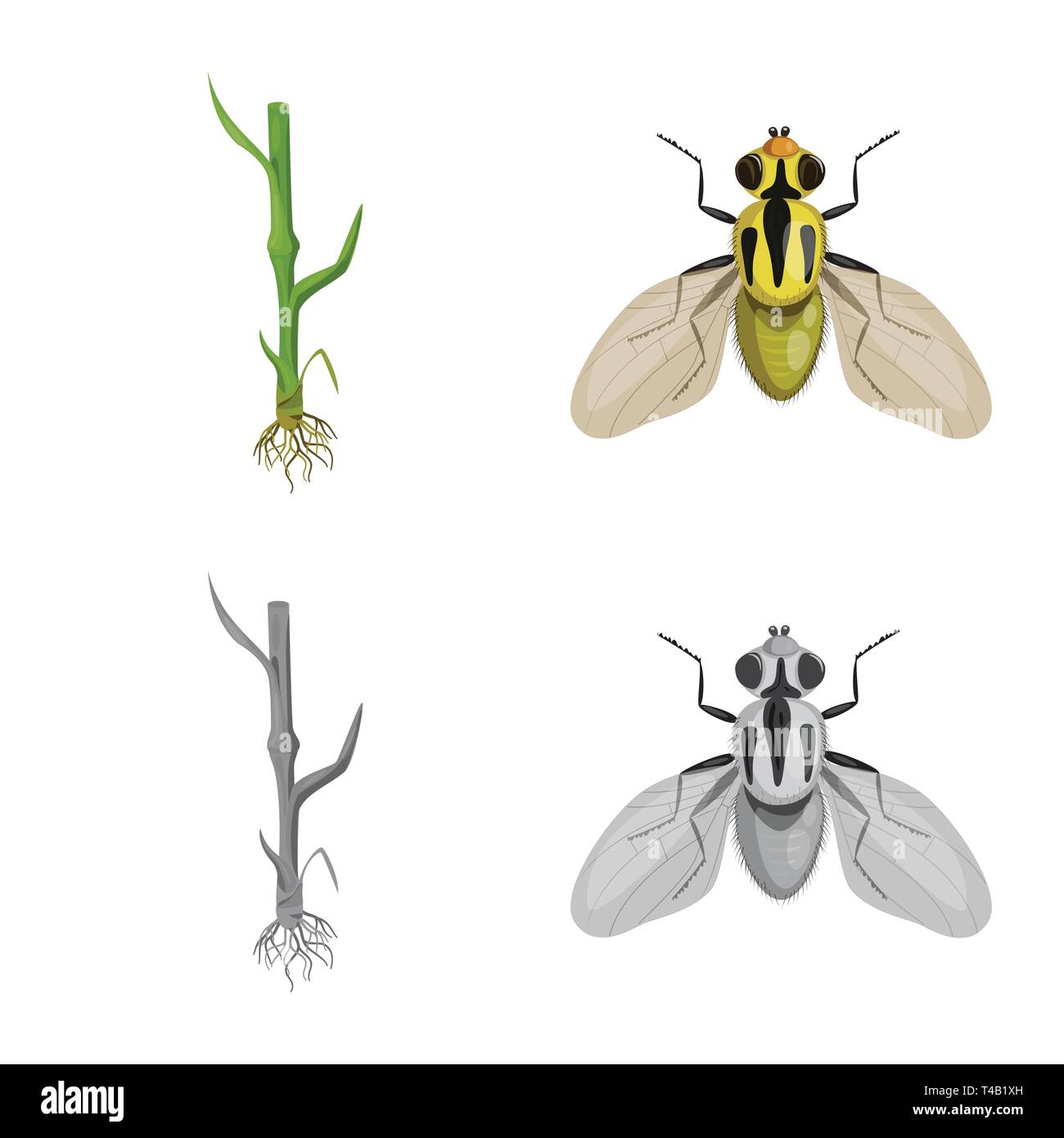 stem,fly,root,insect,pest,soil,control,seed,stop,grow,wings,cycle ...