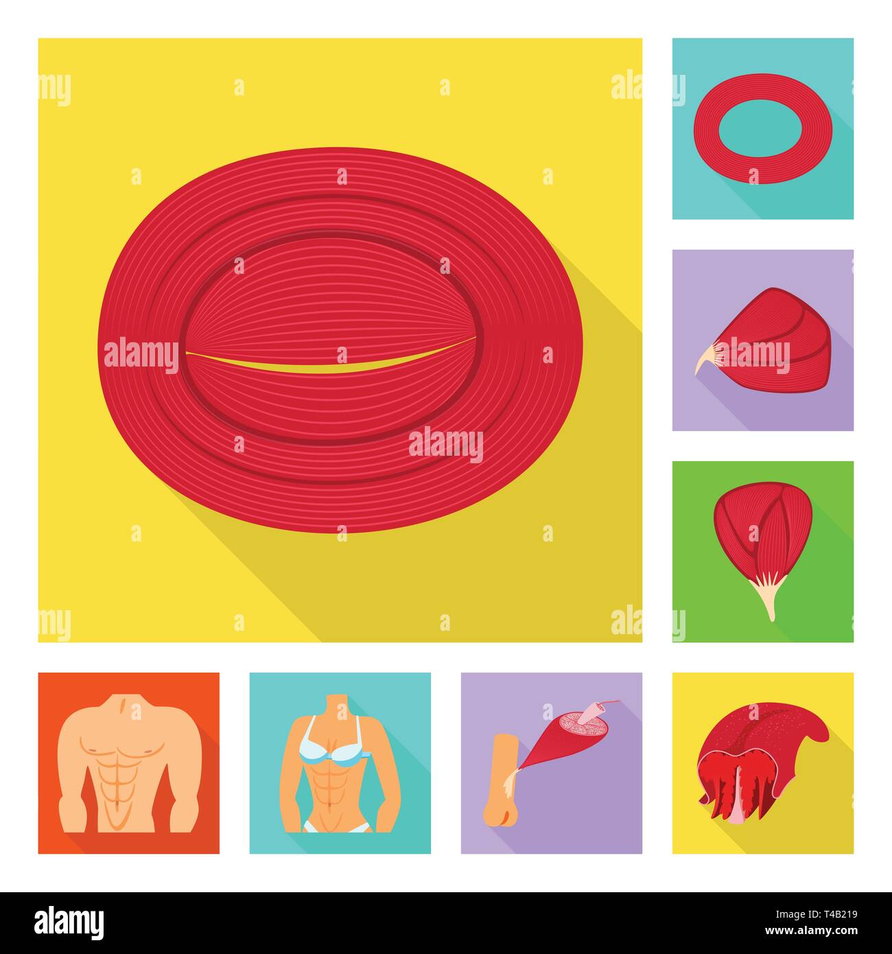Vector design of muscle and cells icon. Set of muscle and anatomy ...