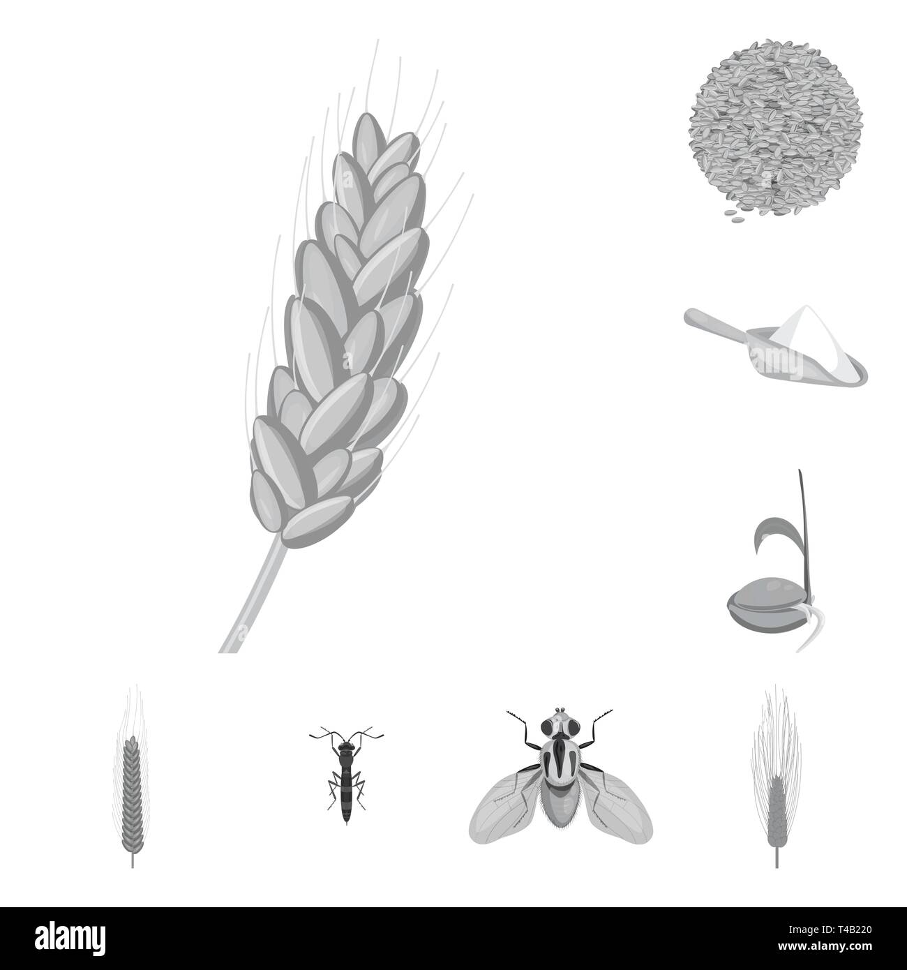 spring,flour,seed,fly,barley,spike,seeds,meal,grow,winter,insect,bran ...