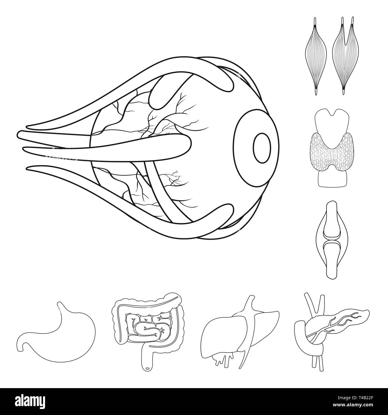 Human eye anatomy scientific Black and White Stock Photos & Images - Alamy
