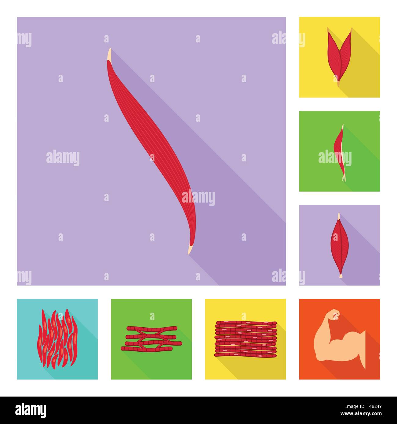 Vector illustration of muscle and cells logo. Collection of muscle and ...