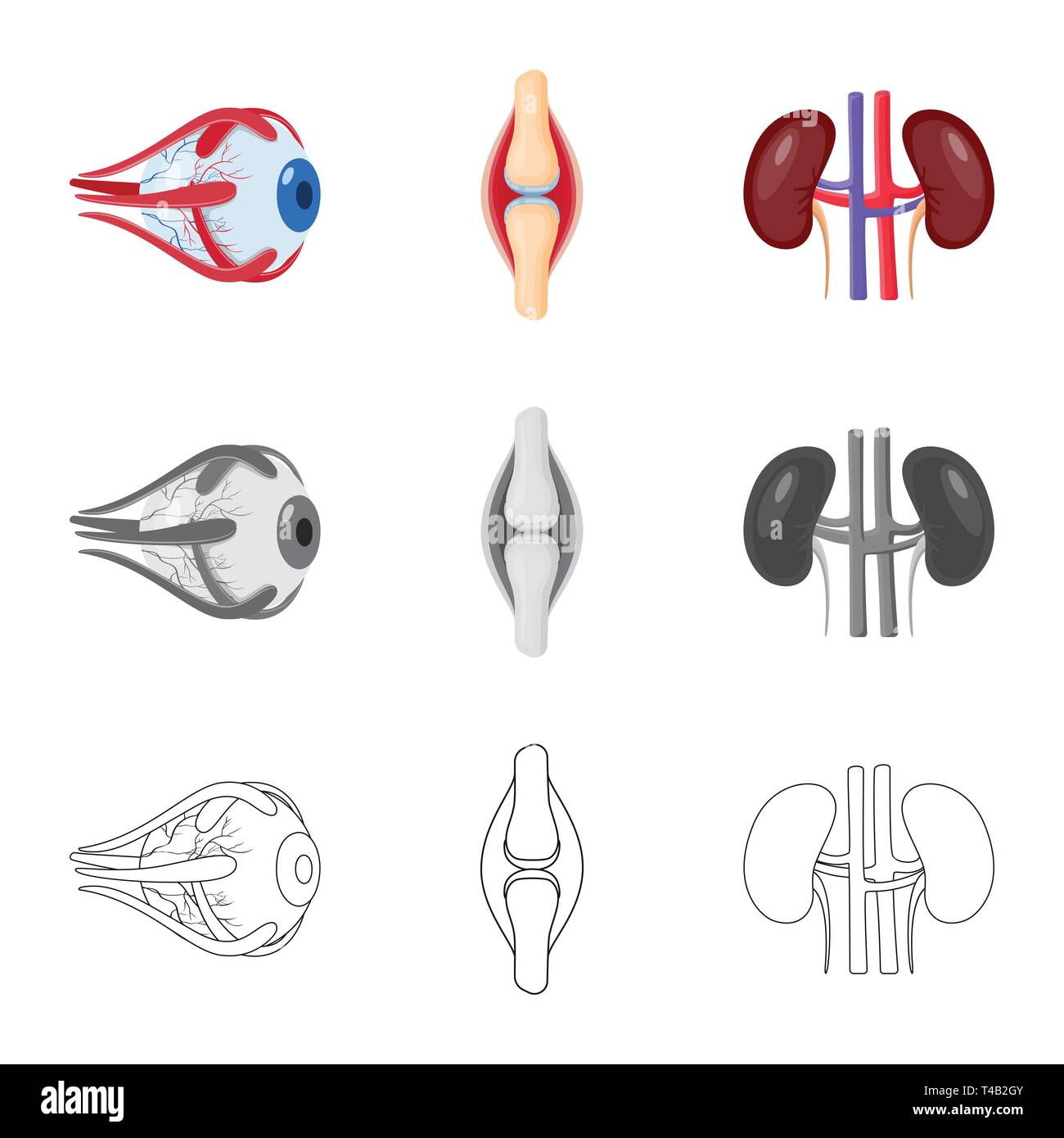 Cornea layers Stock Vector Images - Alamy