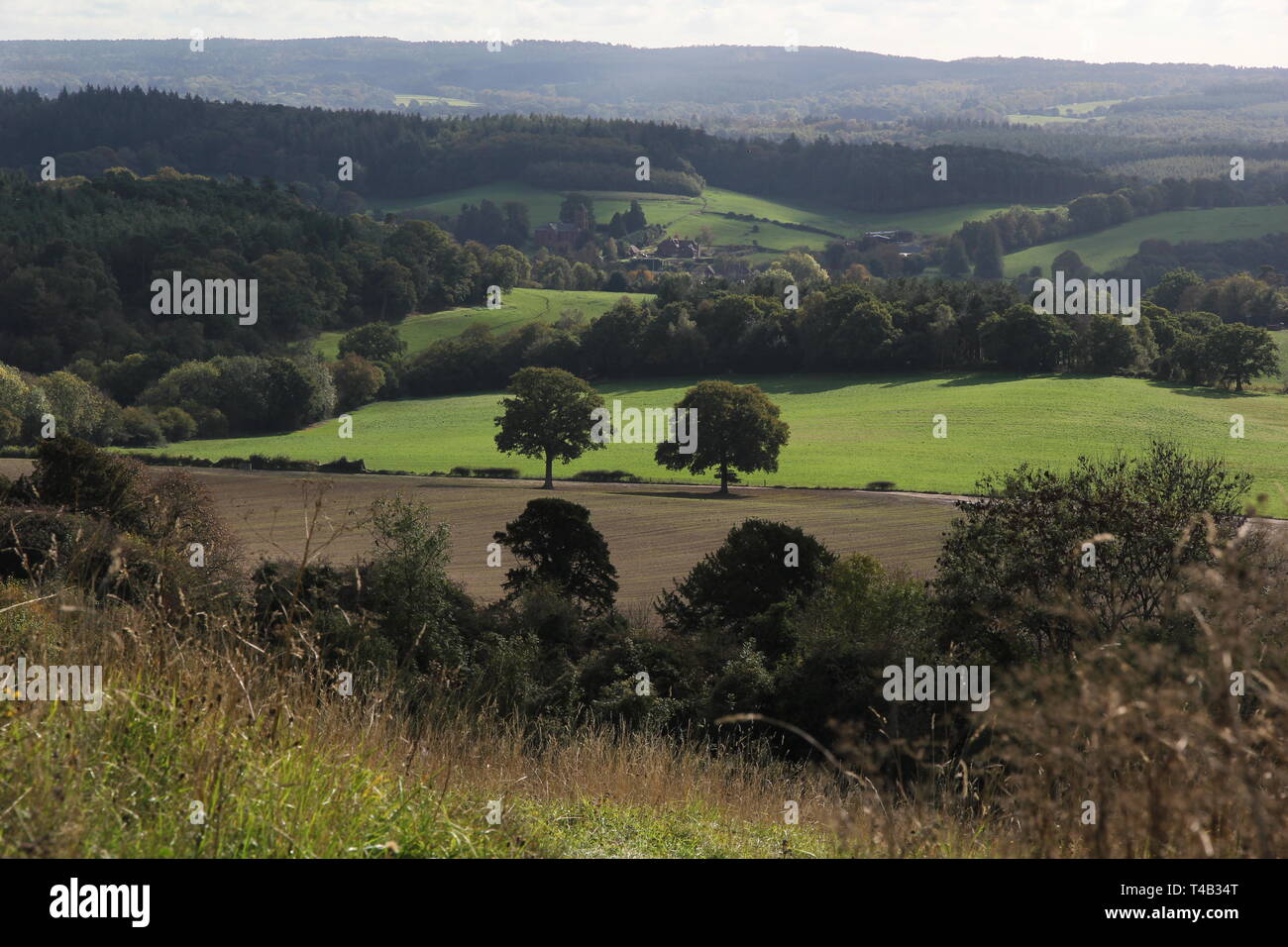 Two oak trees surrounded by lush green countryside and rolling hills of ...