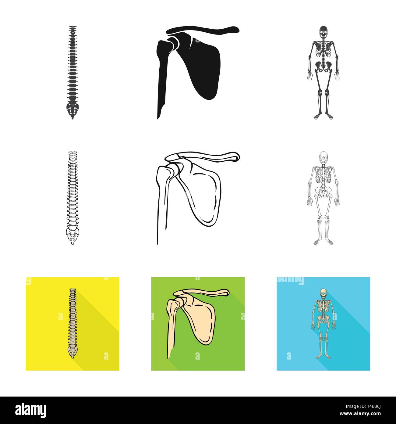 Pelvic organs Stock Vector Images - Alamy