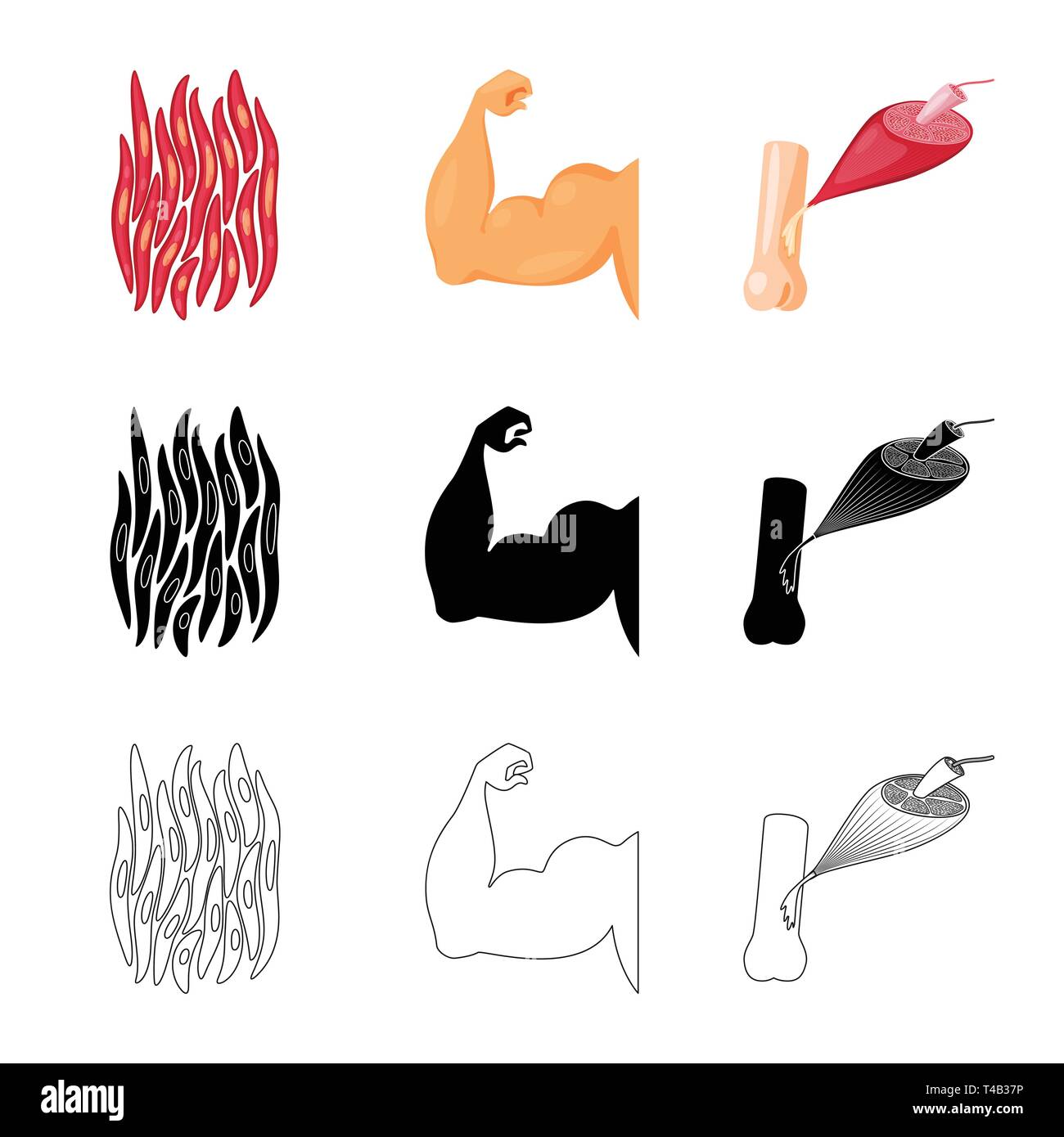 Vector illustration of fiber and muscular icon. Set of fiber and body ...