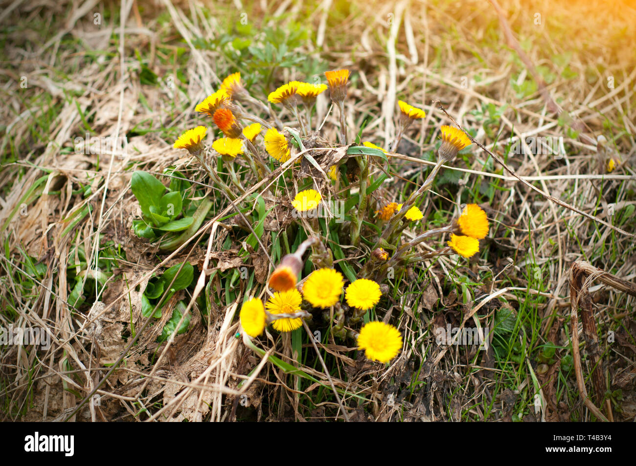 Beautiful spring flowers background. Countryside mountains field with ...