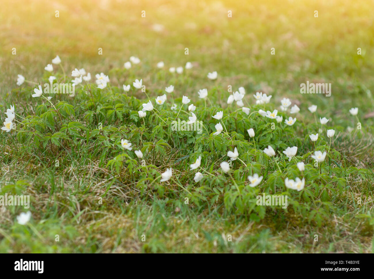 Beautiful spring flowers background. Field of little white, spring ...