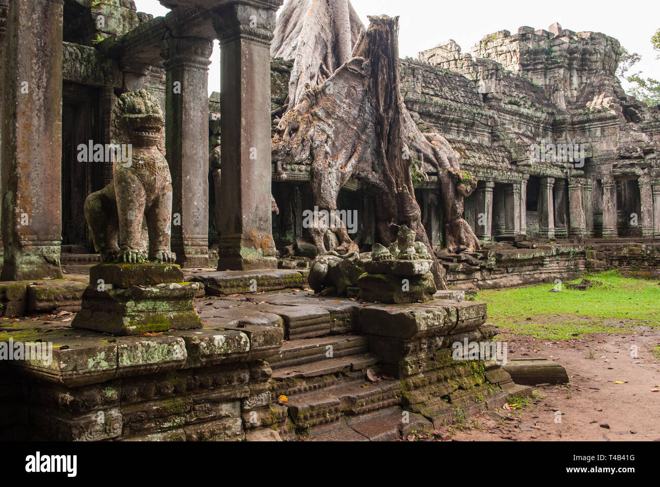 temple tuins and large fig tree close to Angkor Wat in Cambodia Stock ...