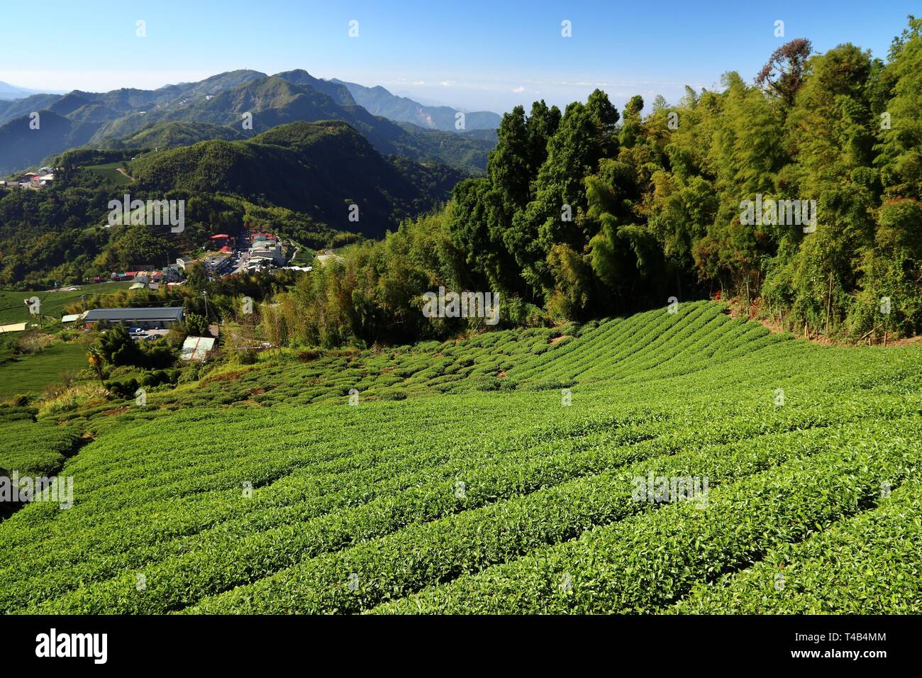 Terraced tea plantations hi-res stock photography and images - Alamy