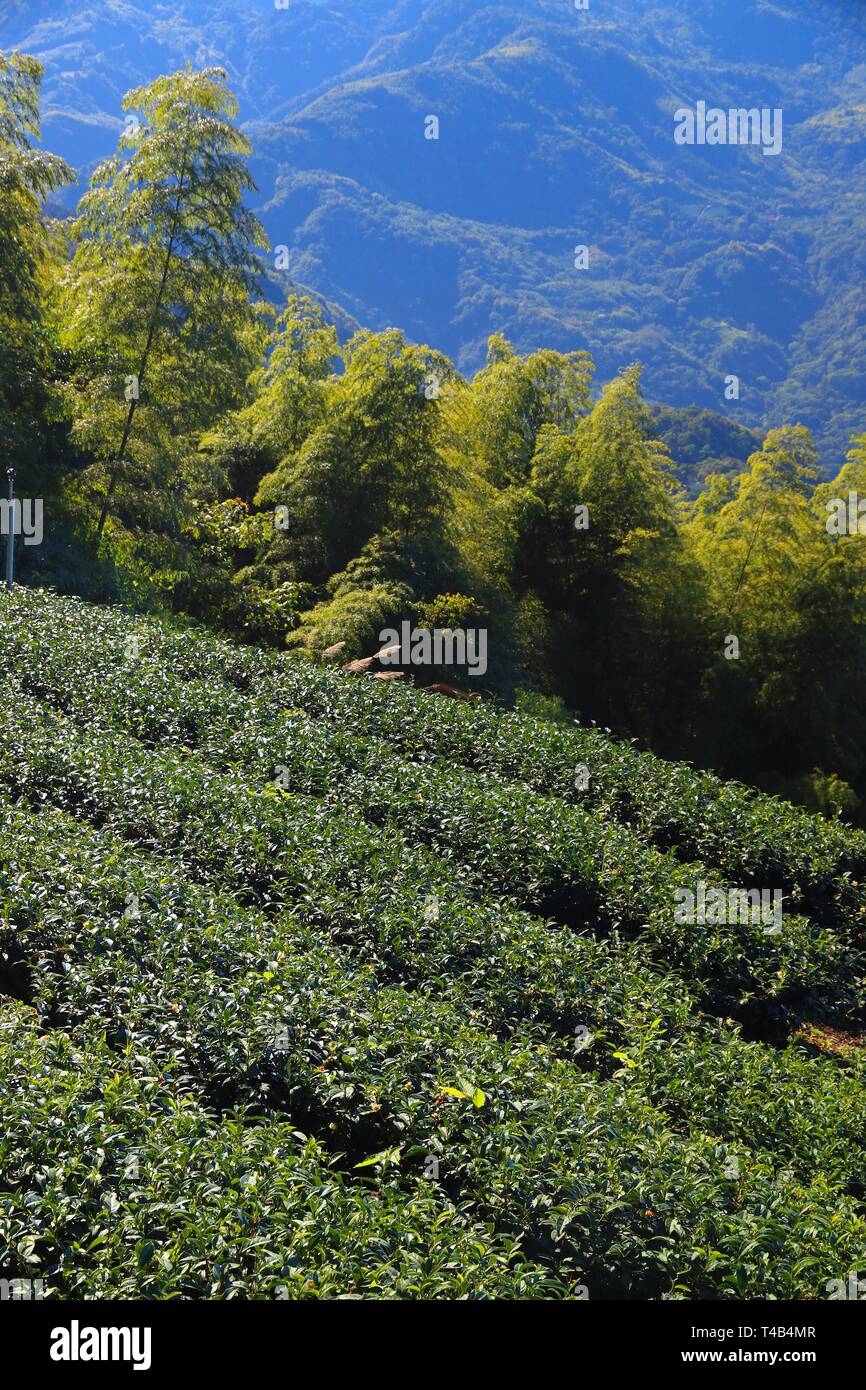 Tea farm in Taiwan. Hillside tea plantations in Shizhuo, Alishan ...