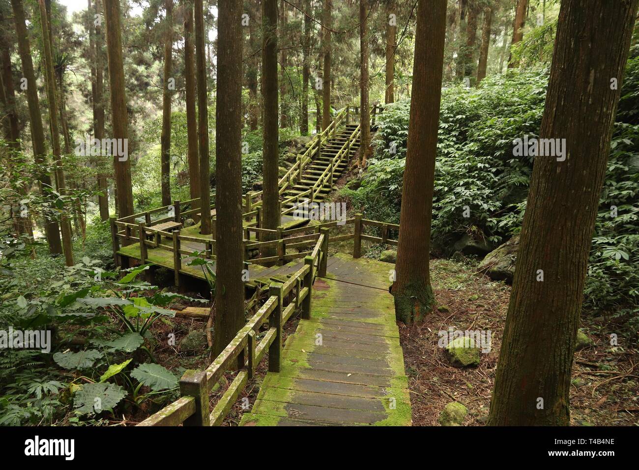 Alishan National Scenic Area in Taiwan - cypress and cedar trees forest ...