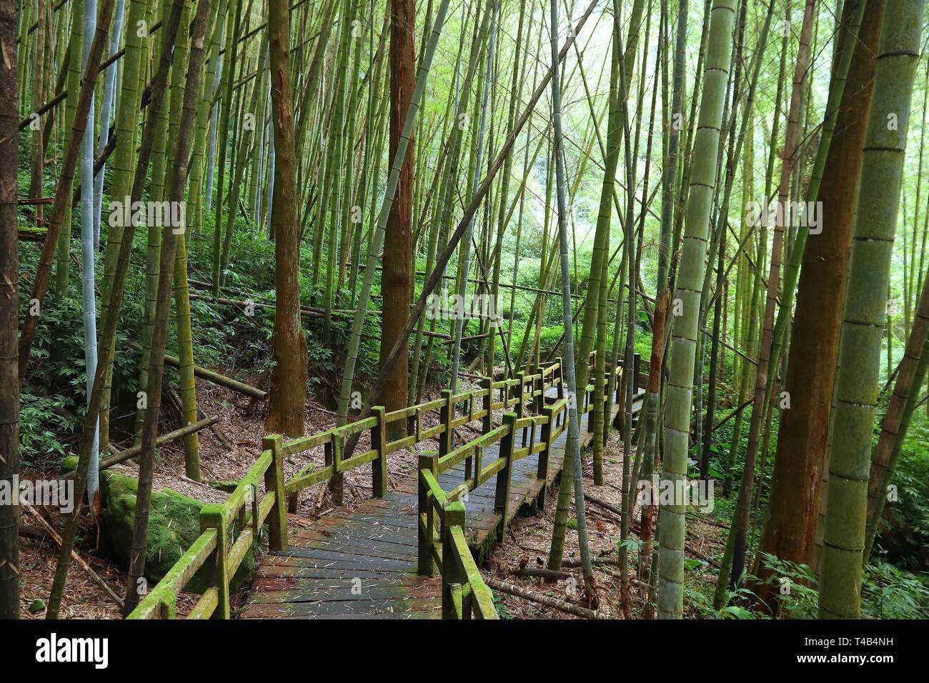 Alishan national scenic area hi-res stock photography and images - Alamy