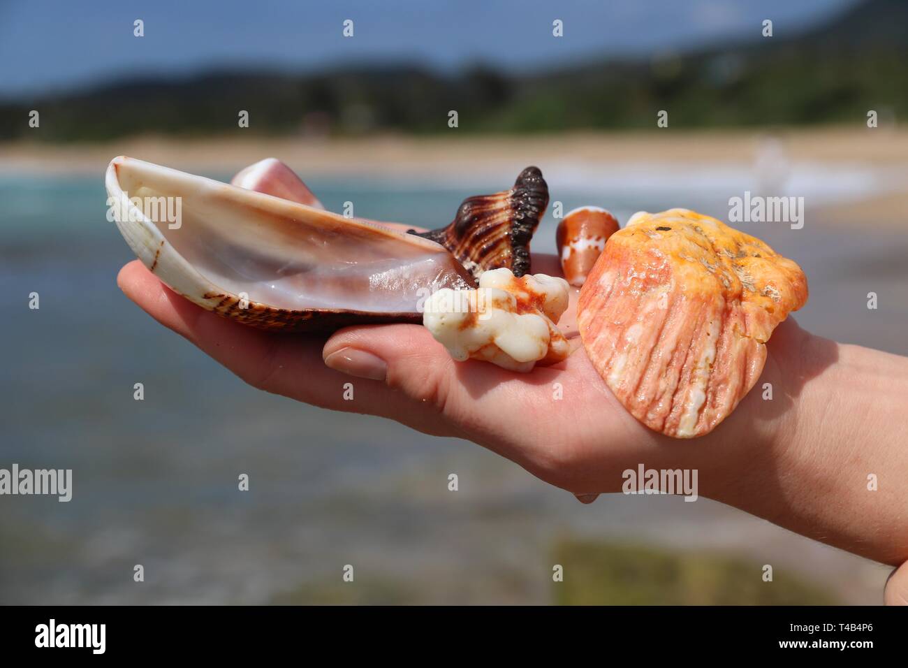 Colorful Shells Stock Photos & Colorful Shells Stock Images - Alamy