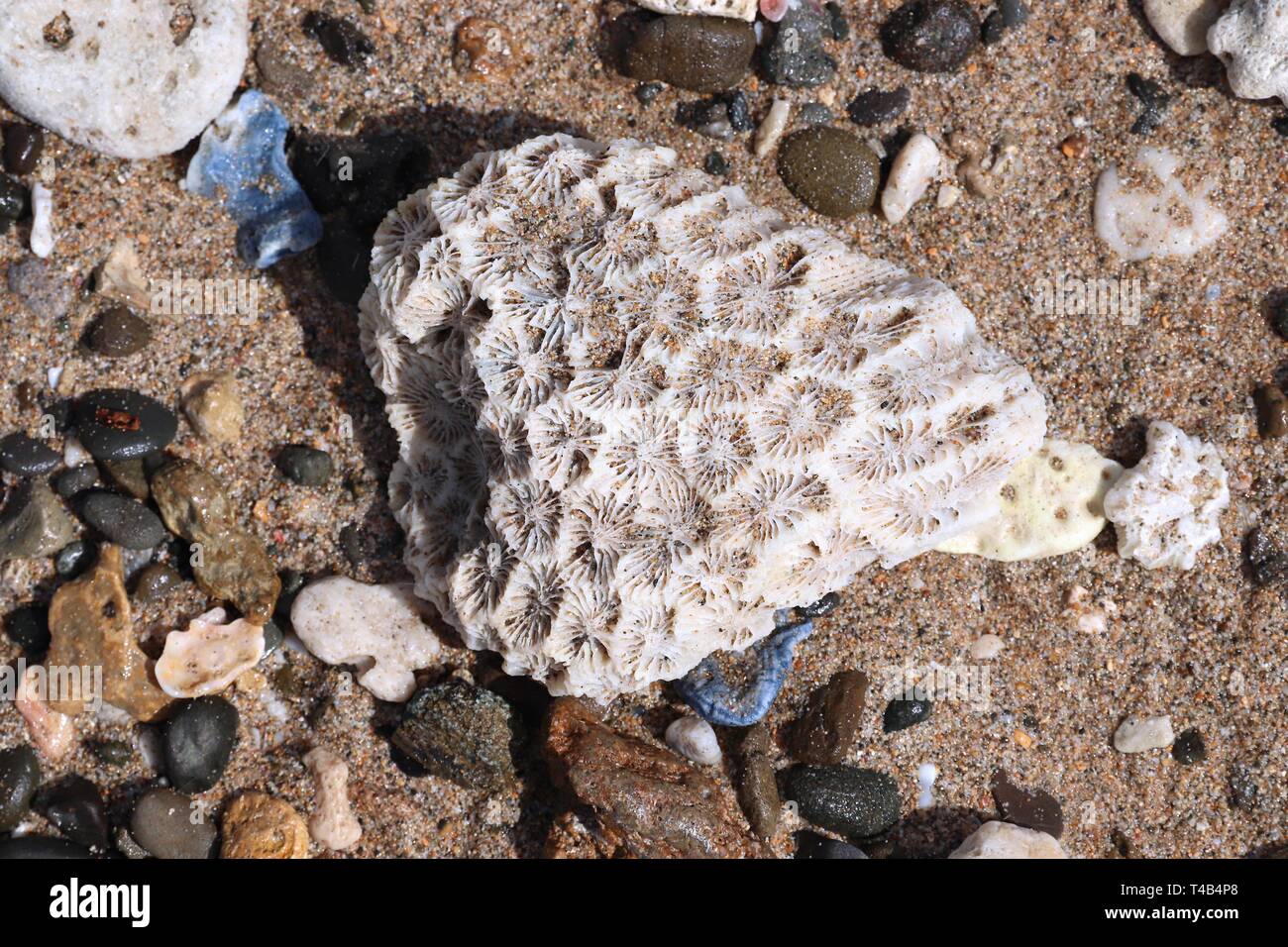 Taiwan beach treasure - dead coral, colorful shells and stones Stock ...
