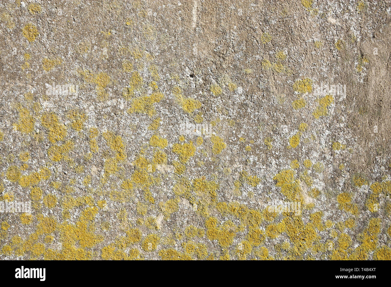 Grungy architecture texture - concrete wall covered with map lichen ...